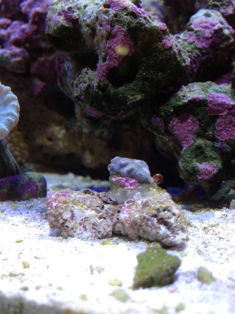 Fruit loop zoa problems | Reef2Reef
