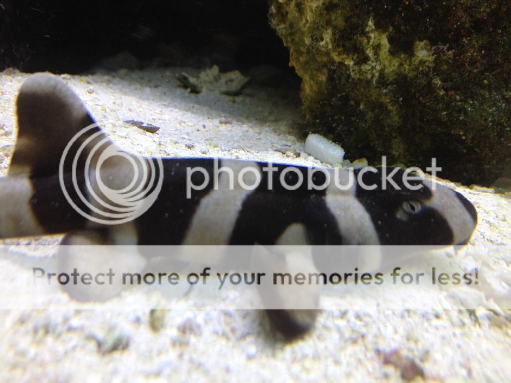 Banded Cat Shark with ich? - Reef Central Online Community